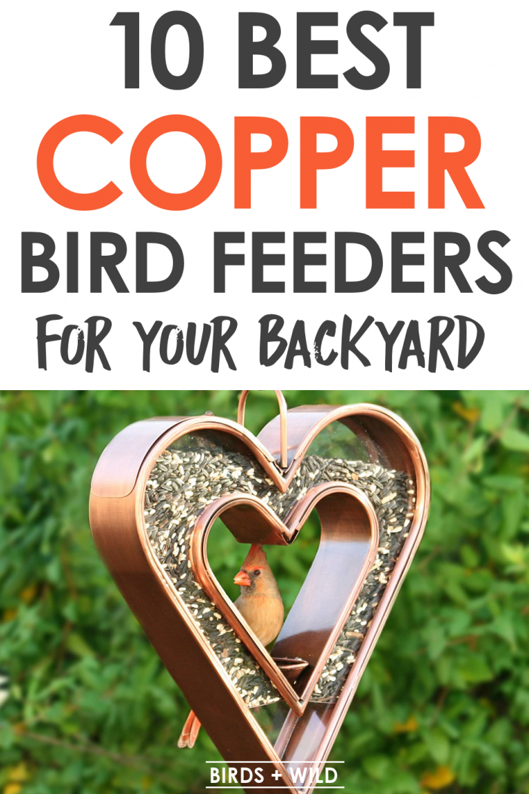 10 Best Copper Bird Feeders For Your Backyard » Birds & Wild