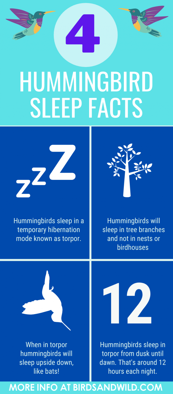 Do Hummingbirds Sleep? And 16 More Sleep Facts » Birds & Wild