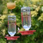 How To Make Sugar Water For Hummingbirds (DIY Recipe) » Birds & Wild