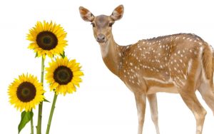 Do Deer Eat Sunflowers? {What's Eating Them At Night?} » Birds & Wild