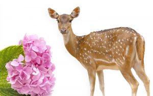 Do Deer Eat Hydrangeas? {What's Eating Them at Night?} » Birds & Wild