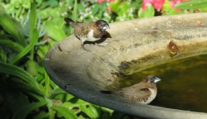 How To Keep Algae Out Of Bird Baths » Birds & Wild