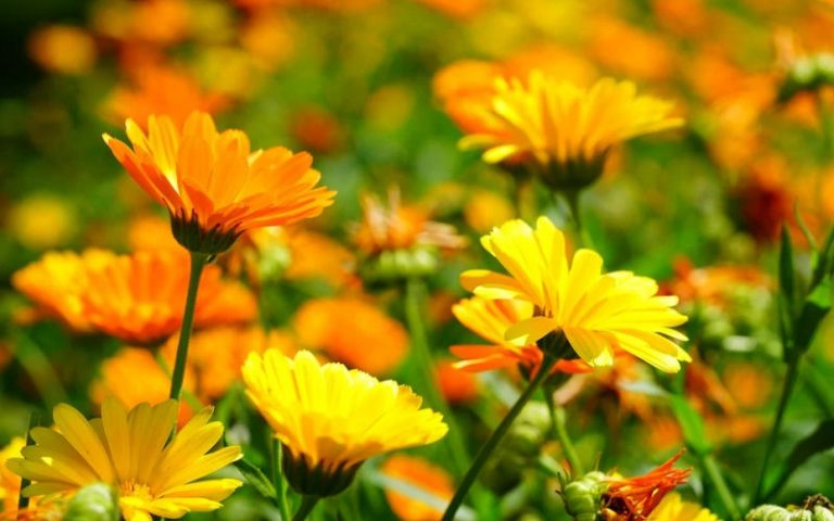 Do Rabbits Eat Marigold Plants? » Birds & Wild