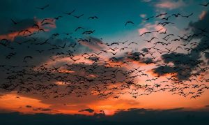 Do Birds Fly At Night? {9 Reasons Why They Might} » Birds & Wild