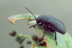 What Do June Bugs Eat? {Are You Attracting Them?} » Birds & Wild