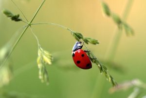 What Do Ladybugs Eat And Drink? » Birds & Wild