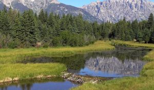 Why Do Beavers Build Dams? » Birds & Wild