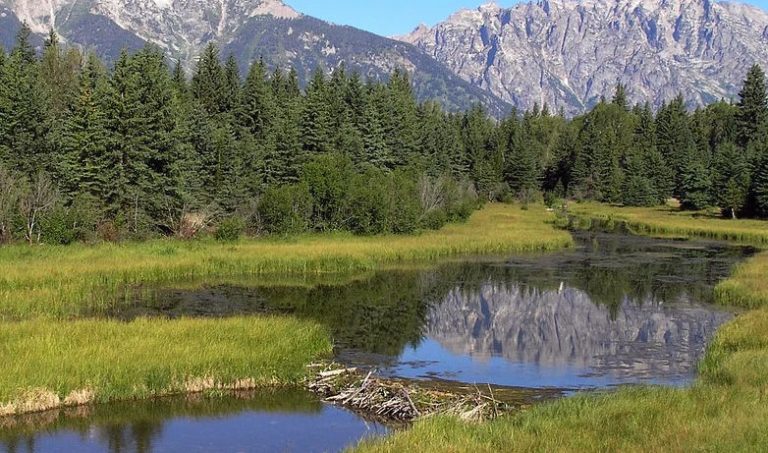 Why Do Beavers Build Dams? » Birds & Wild