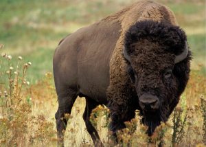 What Do Bison Eat In The Wild? » Birds & Wild