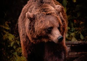 7 Natural Predators of Moose » Birds & Wild